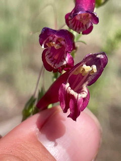 Rosaprimula, there is no comment option in your Penstemon post!