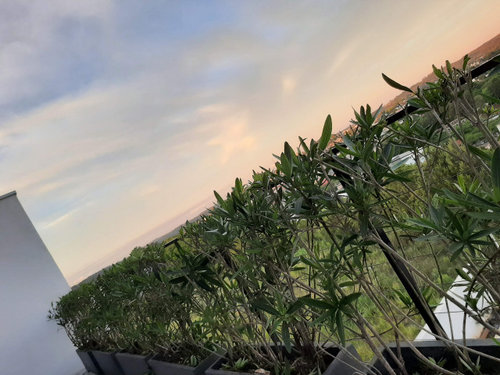 potted oleander for privacy