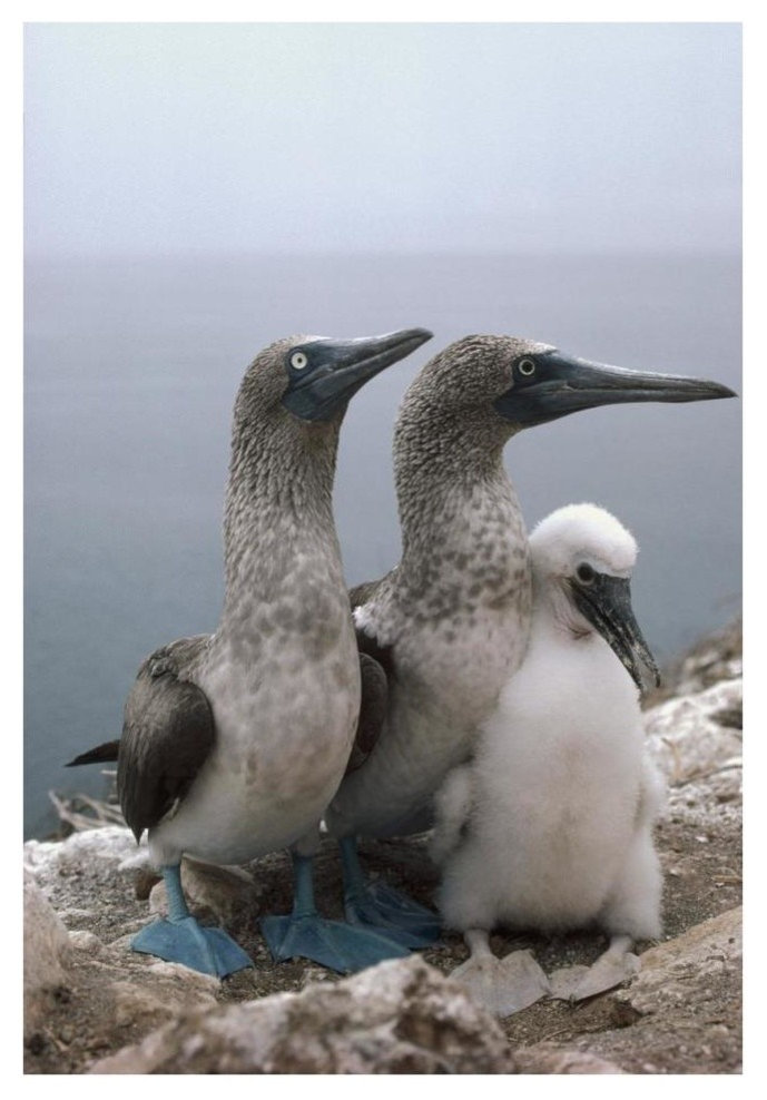 Blue-Footed Booby Pair With Chick, Galapagos Islands, Ecuador-Paper Art ...