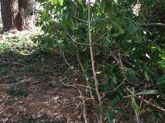 Neighbors gross fence, my weird landscaping aesthetic