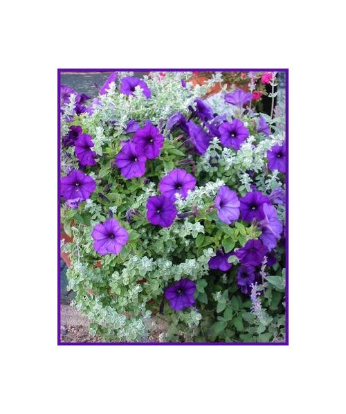 Blue Wave Petunia