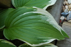Pics of individual hosta leaves