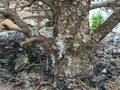 Having Problem with a Dying Blue Spruce in Nashville