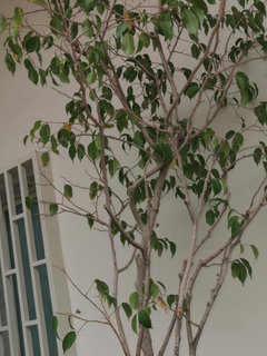 Practical tips for pruning ficus trees | Houzz Forum