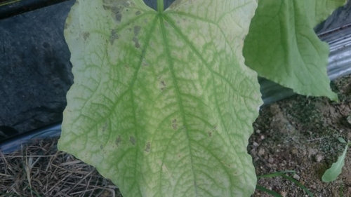 Cucumber Nutritional Deficiency