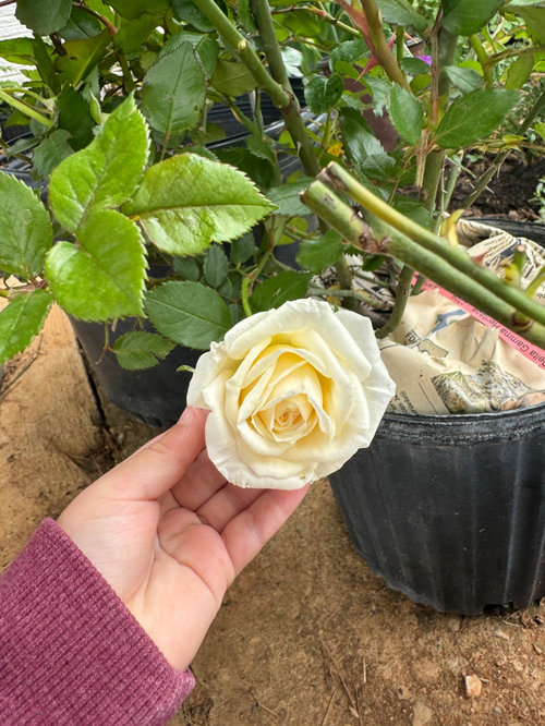 For anyone interested on Delta Gamma Heritage rose from ARE