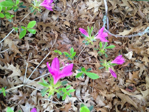 Rhododendron Purple Gem /PJM? | Houzz Forum