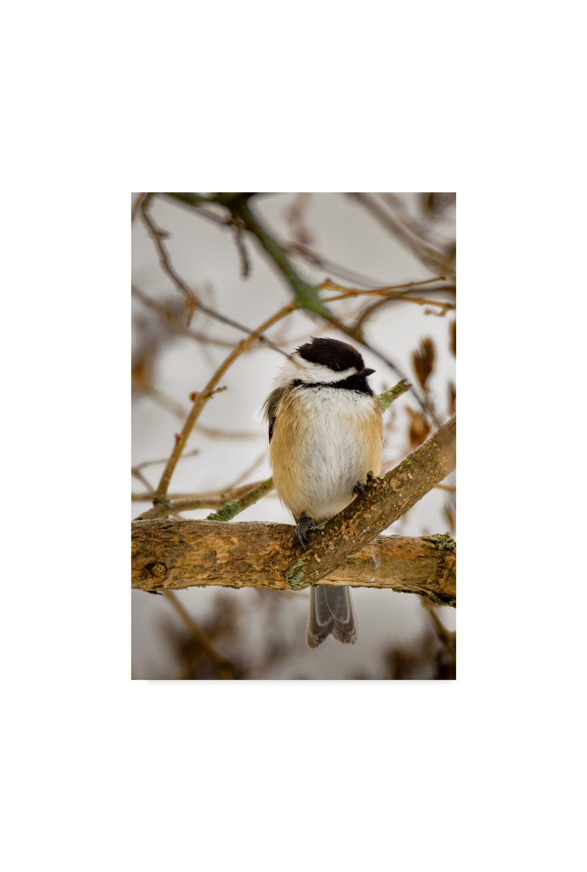 Brenda Petrella Photography Llc 'Chickadee On Tree' Canvas Art, 16"x24 ...