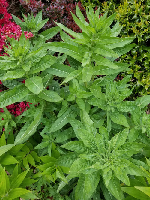 New thick stalk plants, flowering keepers or weed-able?