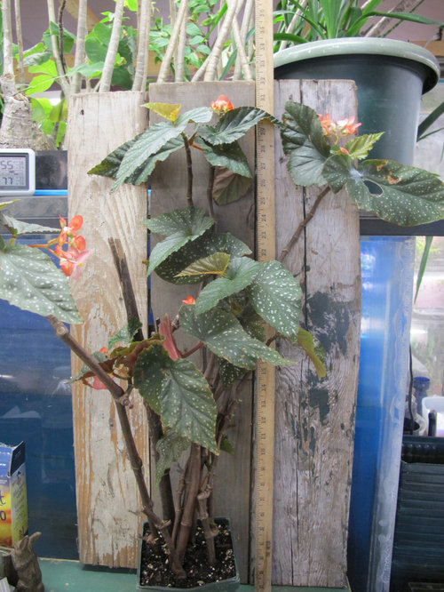 Begonia - cane