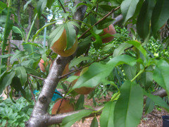 Flordaking or queen peach trees | Houzz Forum