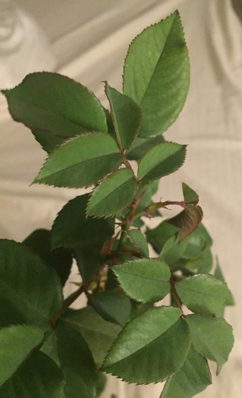Are these the blind shoots ? | Houzz Forum