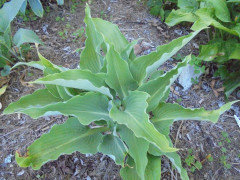 Hosta C 2023 .............................