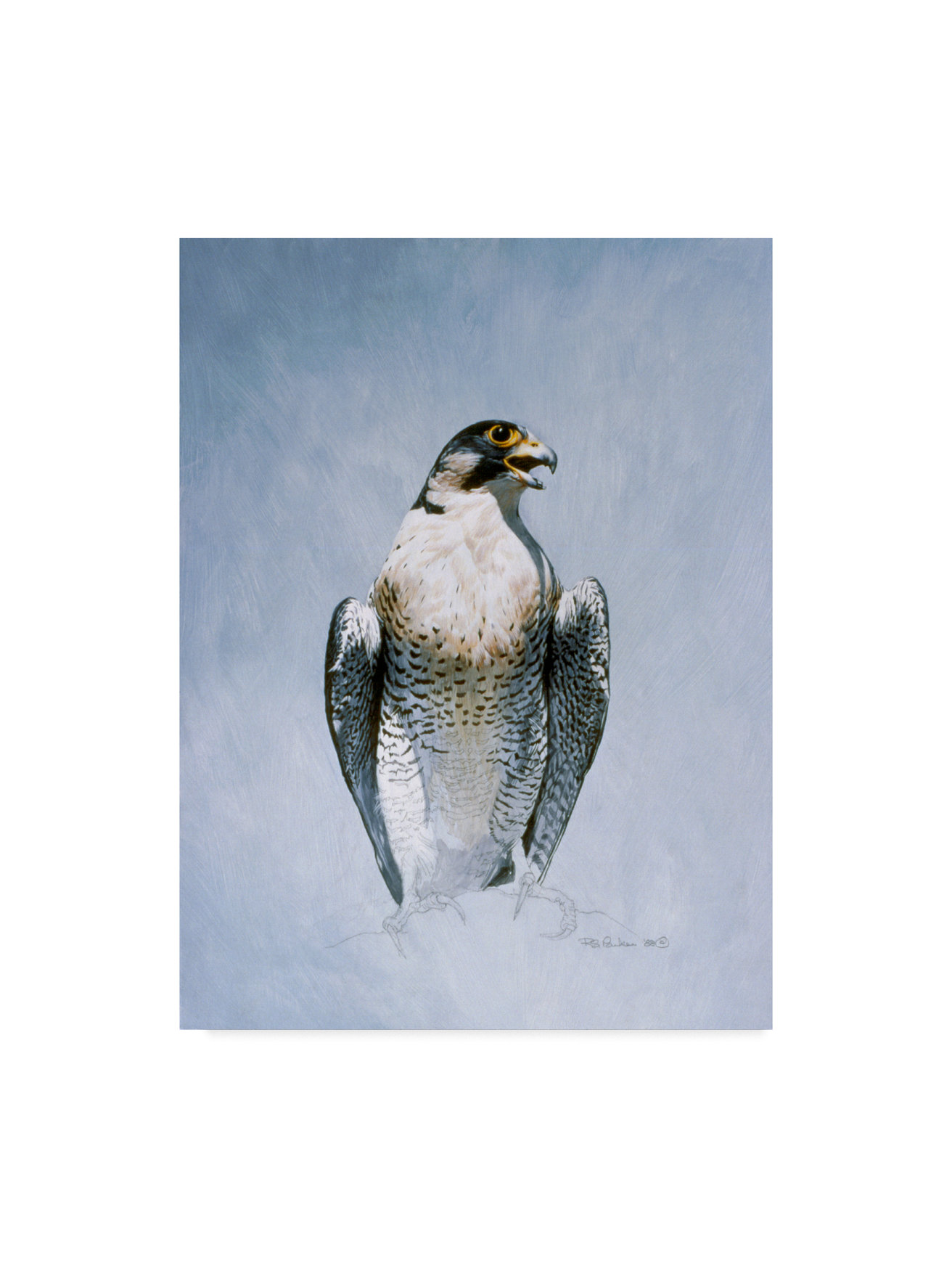 Ron Parker 'Peregrine Falcon' Canvas Art, 24"x18" - Contemporary ...