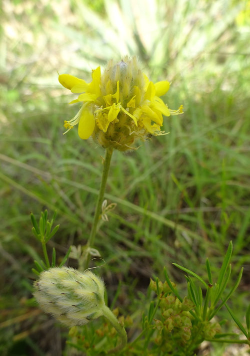 Fuzzy Yellow Coneflower?