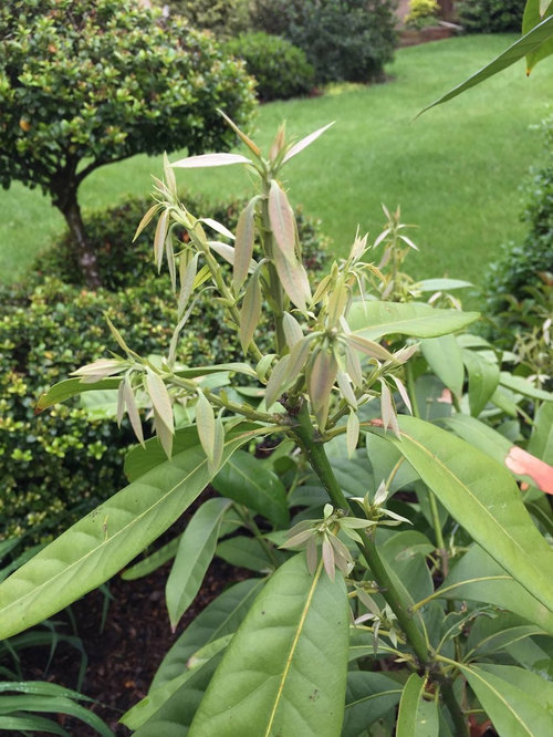 Lithocarpus henryi | Houzz Forum