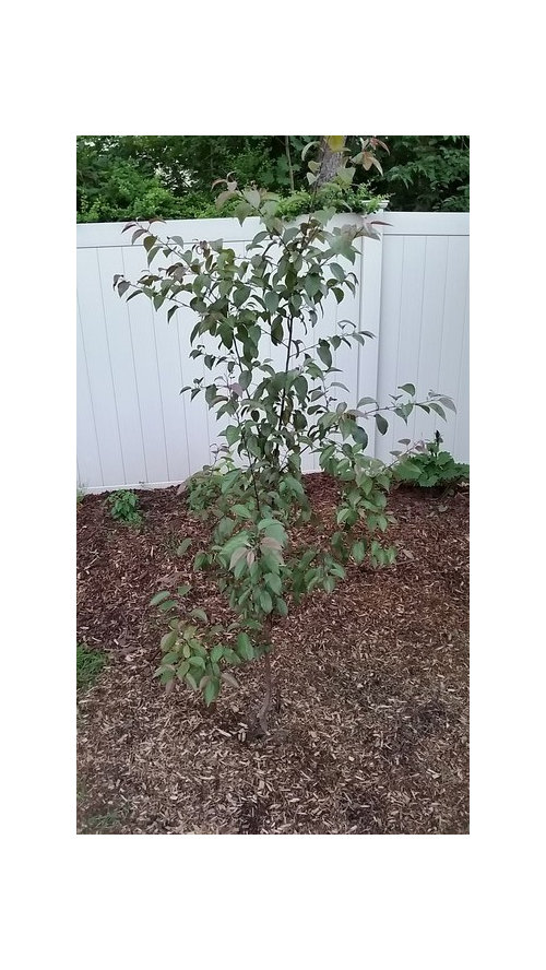 Yellow Leaves and Rust on my Indian Summer Crabapple Tree