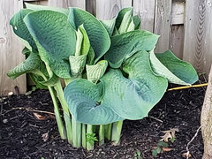 Hosta Gentle Giant.