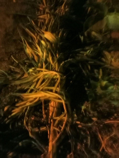 What is this toxic weed that kills worms/moles?