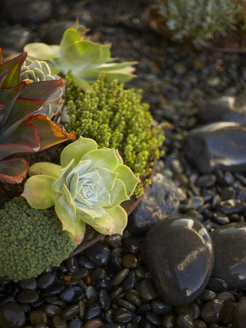 Unique Succulent Containers