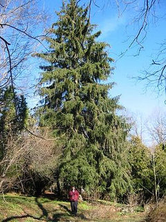 Engelmann spruce | Houzz Forum