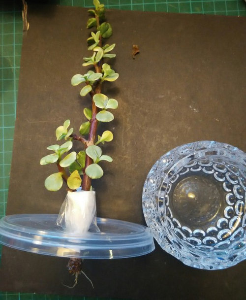 Rooting Jade plant cutting. | Houzz Forum