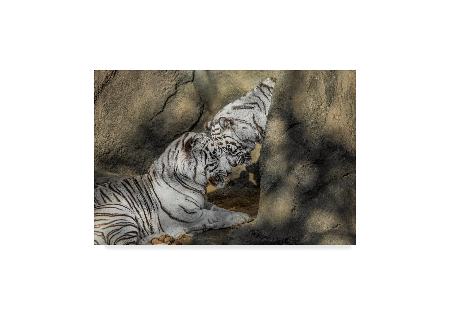 Galloimages Online 'White Tiger Headbutt' Canvas Art, 19"x12 ...