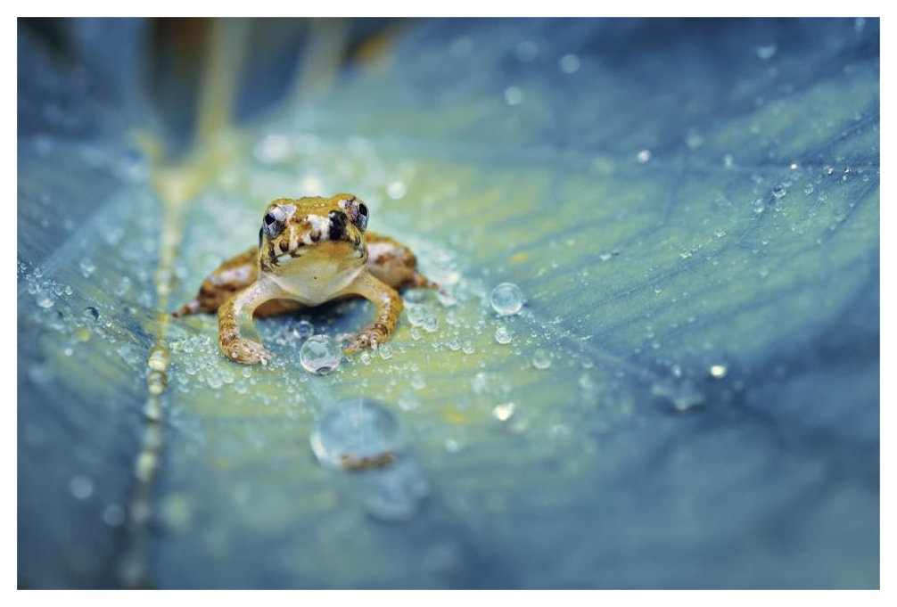 "Crystal Guard" Digital Paper Print by Robby Fakhriannur, 20"x14", 62 ...