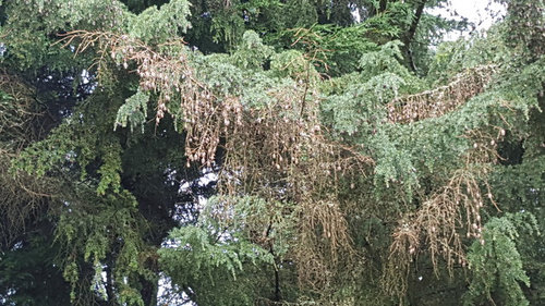 HELP: Is my hemlock dying? | Houzz Forum