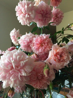 More on Paul Barden's roses, please!