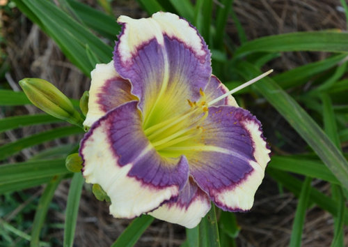 More Instant Rebloomers Starting