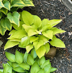 Hosta S 2024