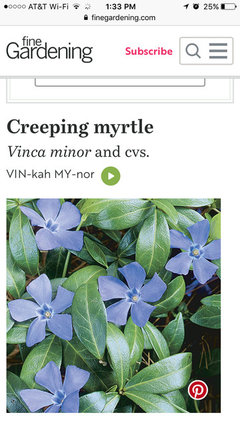 Neighbors gross fence, my weird landscaping aesthetic