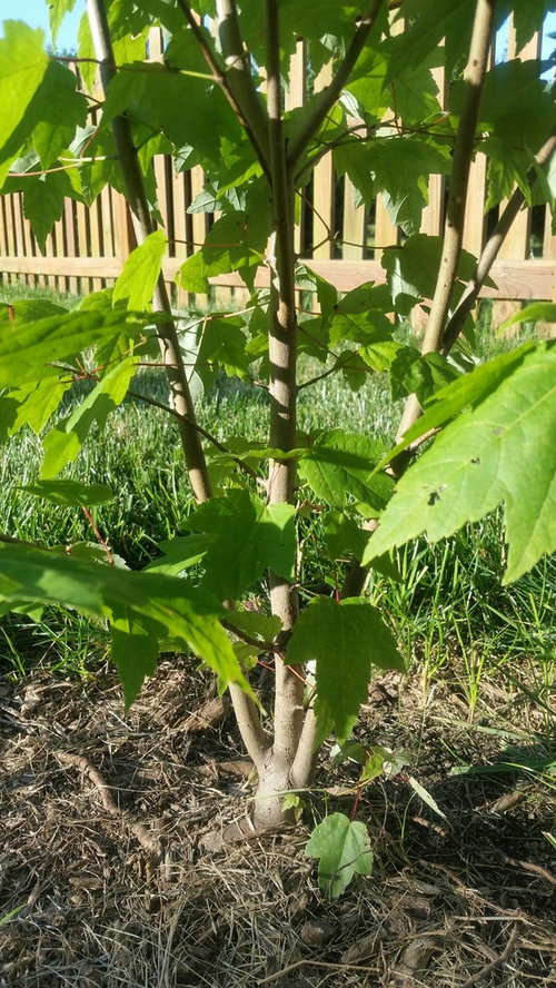 Question on new maple growing in the back yard. Multiple trunks?