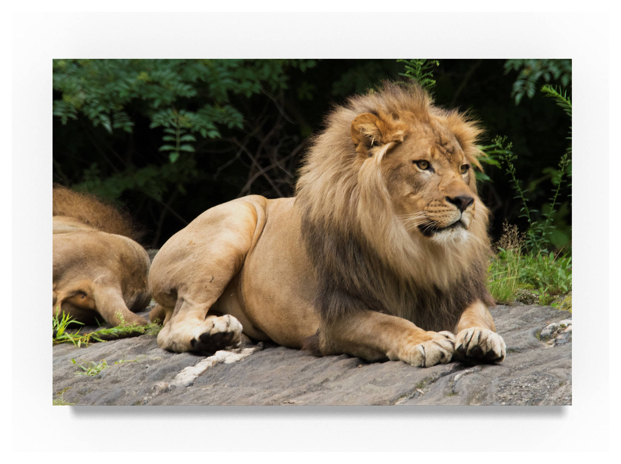"Lion" by Robert Michaud, Canvas Art, 16"x24" - Contemporary - Prints ...