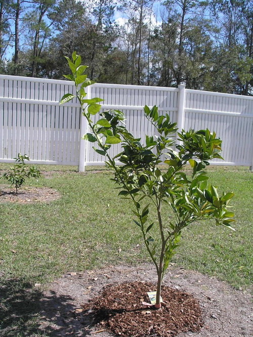 Just sharing a few late winter pics of our Hamlin orange tree.