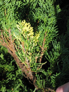 variegated juniper shoot??