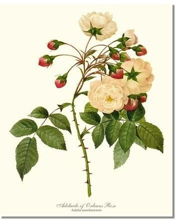 Vintage Botanical Rose Art Print: Adelaide of Orleans, 5x7 Print ...