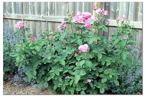 Bush shots of Rose du Roi, Mayflower, Mrs Finch, McCartney