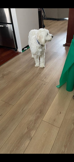 Flooring ideas Schuler cabinet in cappuccino on cherry