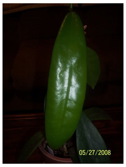 Hoya Pachyclada and Hoya Meliflua ssp. Fraterna