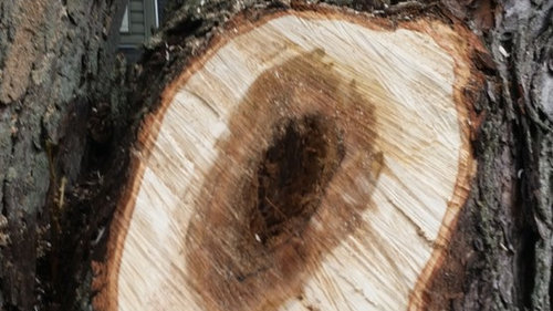 Interior rot on Maple Trees