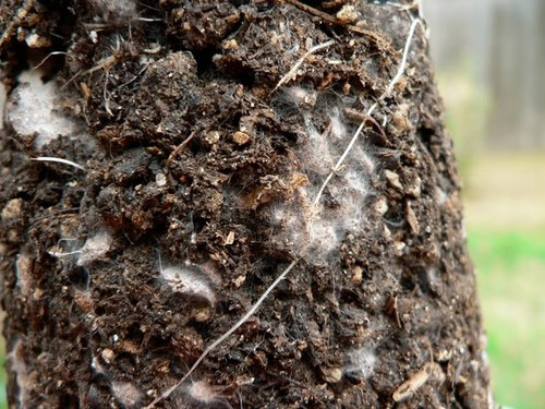 Stunted seedlings -- fungus on roots?