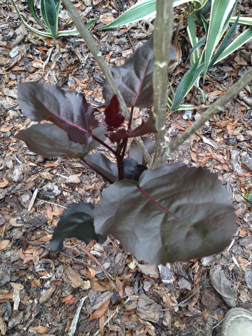 Populus deltoides 'Purple Tower' | Houzz Forum