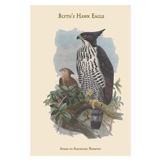 Spizaetus Alboniger Nisaetus - Blyth's Hawk Eagle, 20" x 30 ...