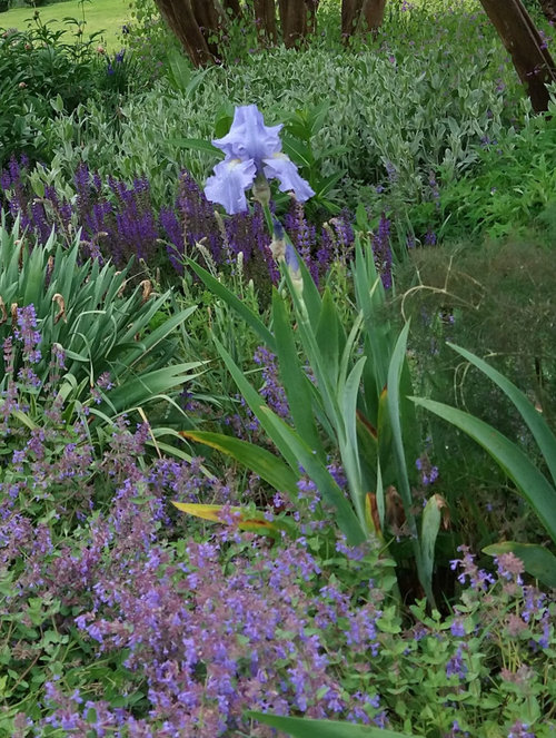 Random Garden Photos
