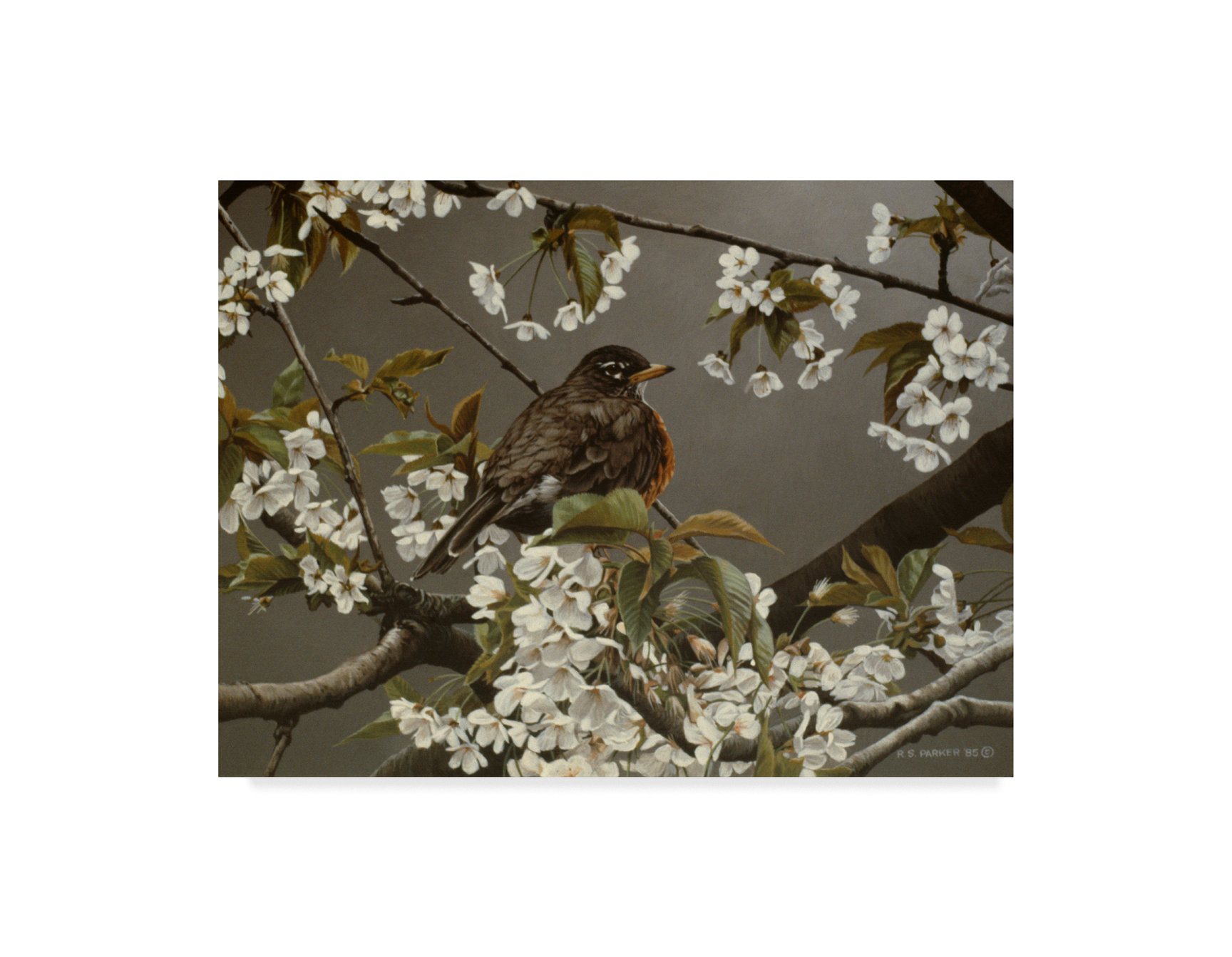 Ron Parker 'Plumb Robin' Canvas Art, 32"x24" - Contemporary - Prints ...