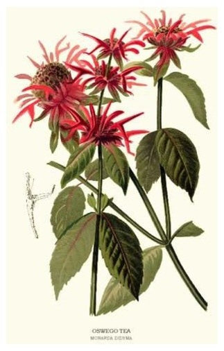 Vintage Botanical Flower Art Print: Oswego Tea, 8x10 Print ...