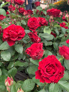 "Dancing in the Dark" rose