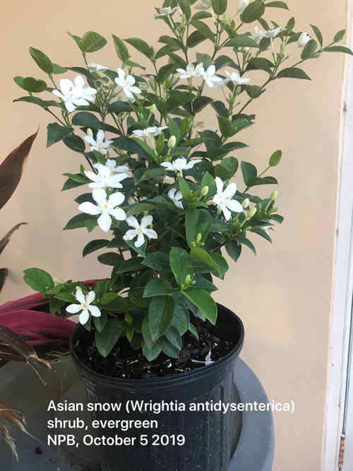 growing Asian Snow (wrightia antidysenterica) shrub